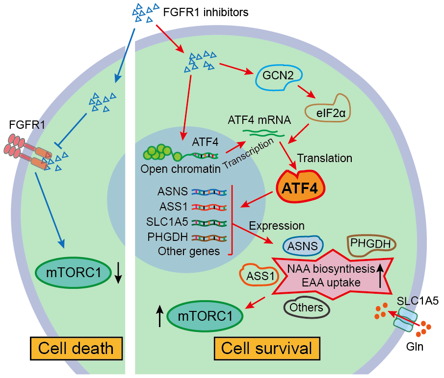 祝海川副教授/张同存教授课题组揭示FGFR1抑制剂耐药机制和联合治疗策略-武汉科技大学